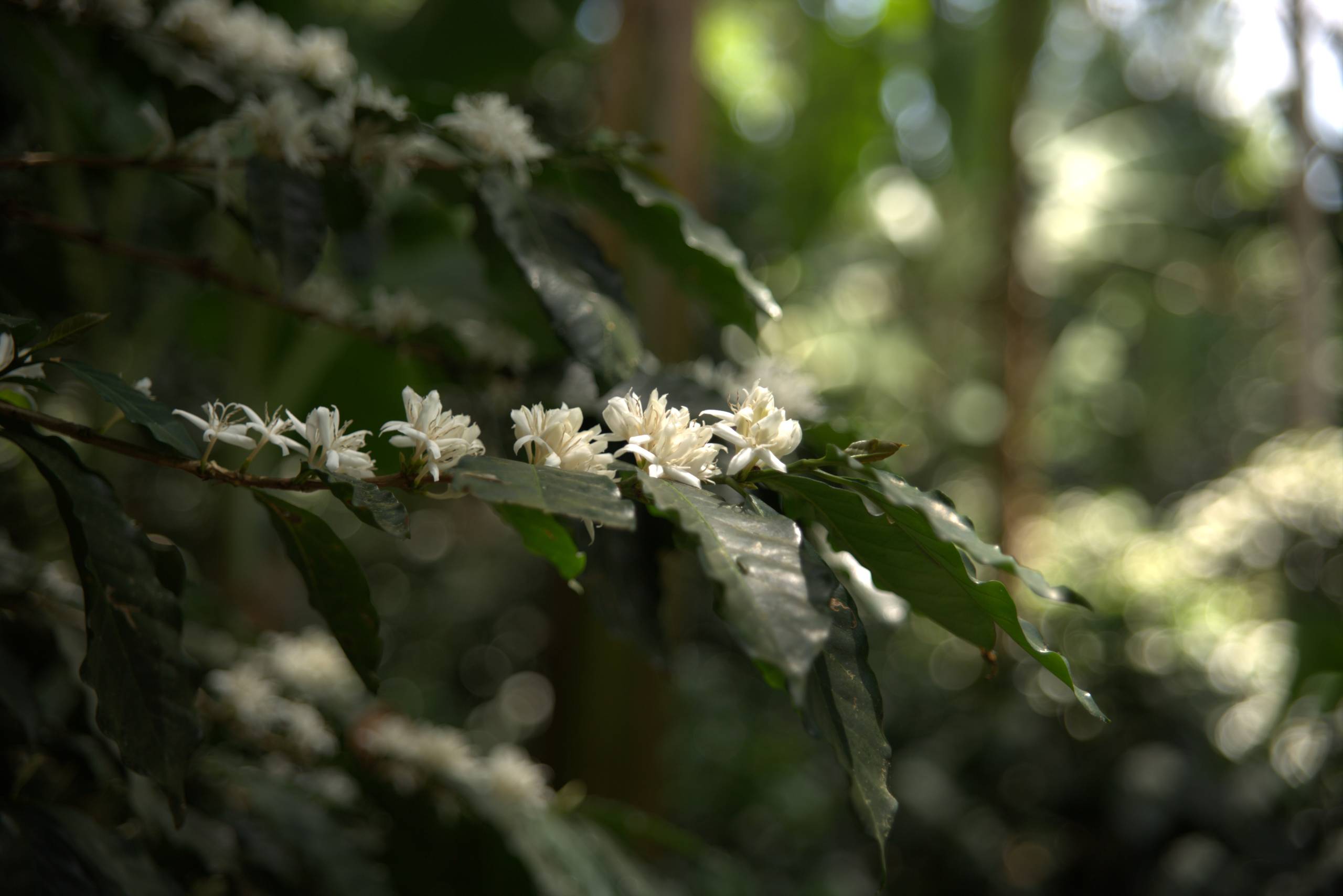 PROEXO – Brisas hacia la prosperidad